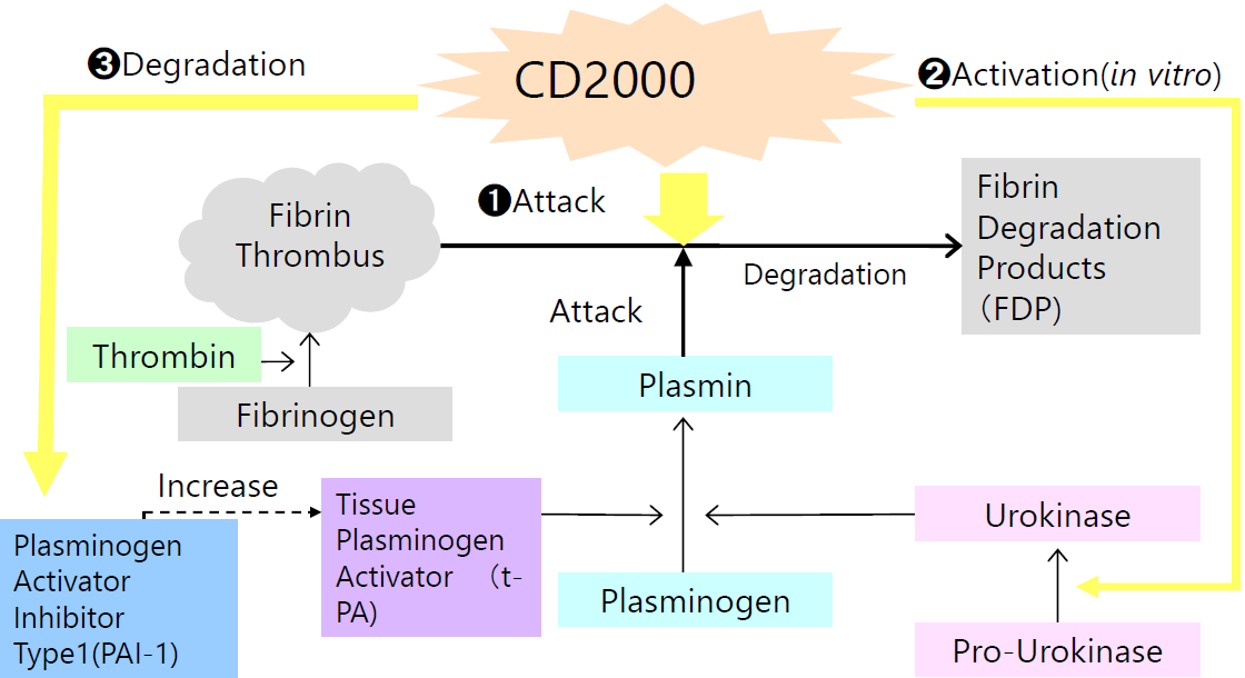 Mechanism of CD2000 Nattokinase – Nattokinase Japan